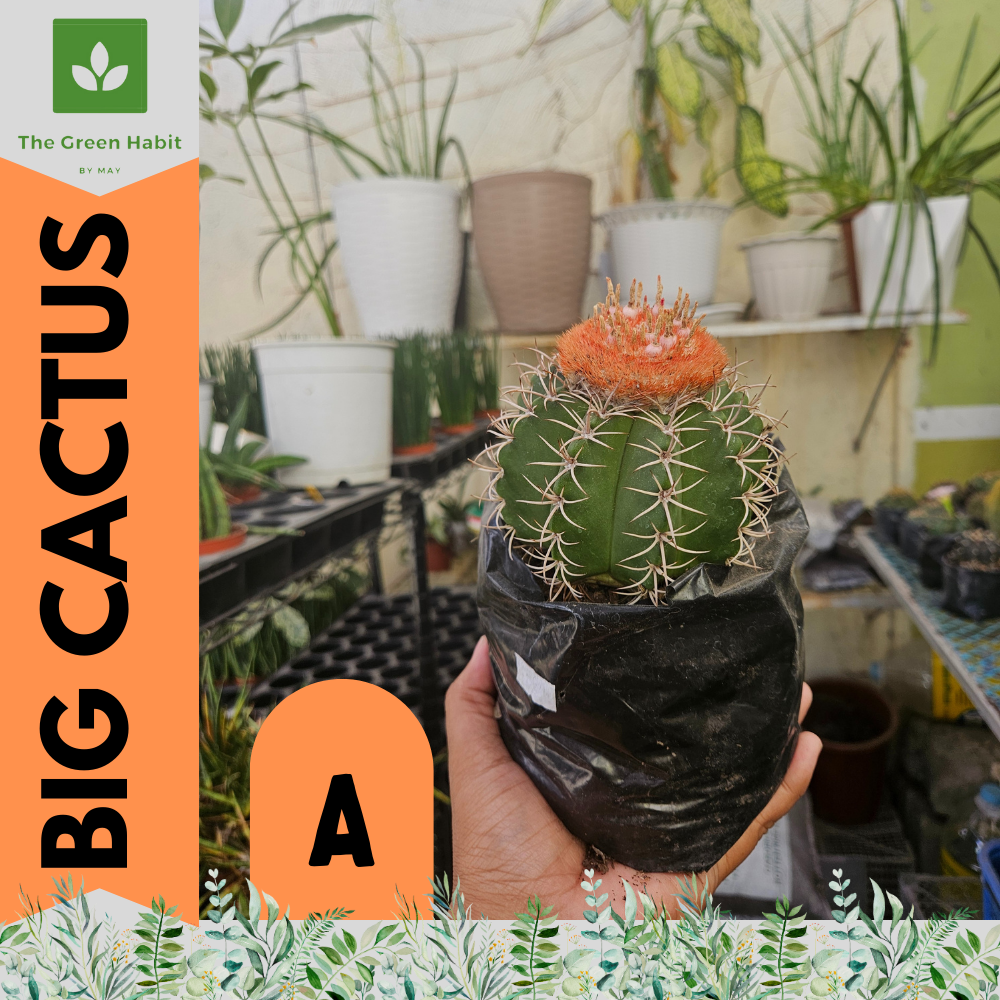 Rare/Uncommon Big Cactus Plants Rare Finds Cactus Enthusiasts and ...