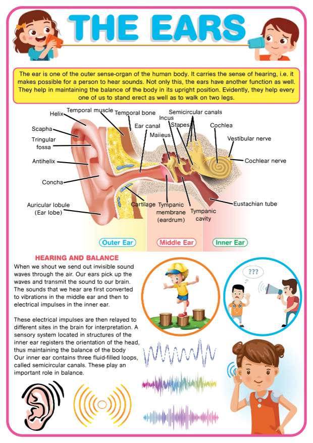 The Ears Educational Chart - A4 Size Poster - Waterproof print | Lazada PH