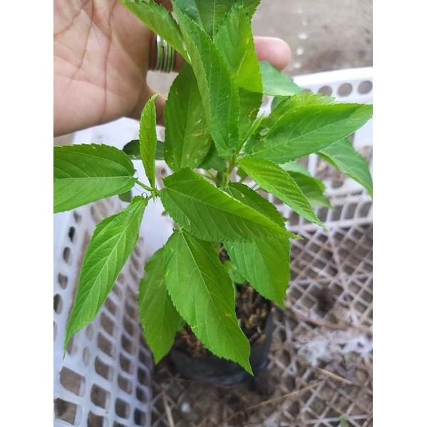 Saluyot/Green Spinach Jute mallow or Nalta Jite vegetable Plant | Lazada PH