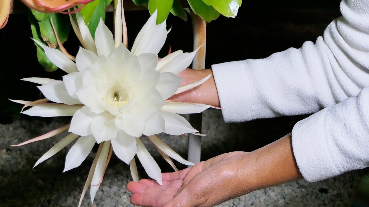 arwaka queen of the night cuttings | Lazada PH