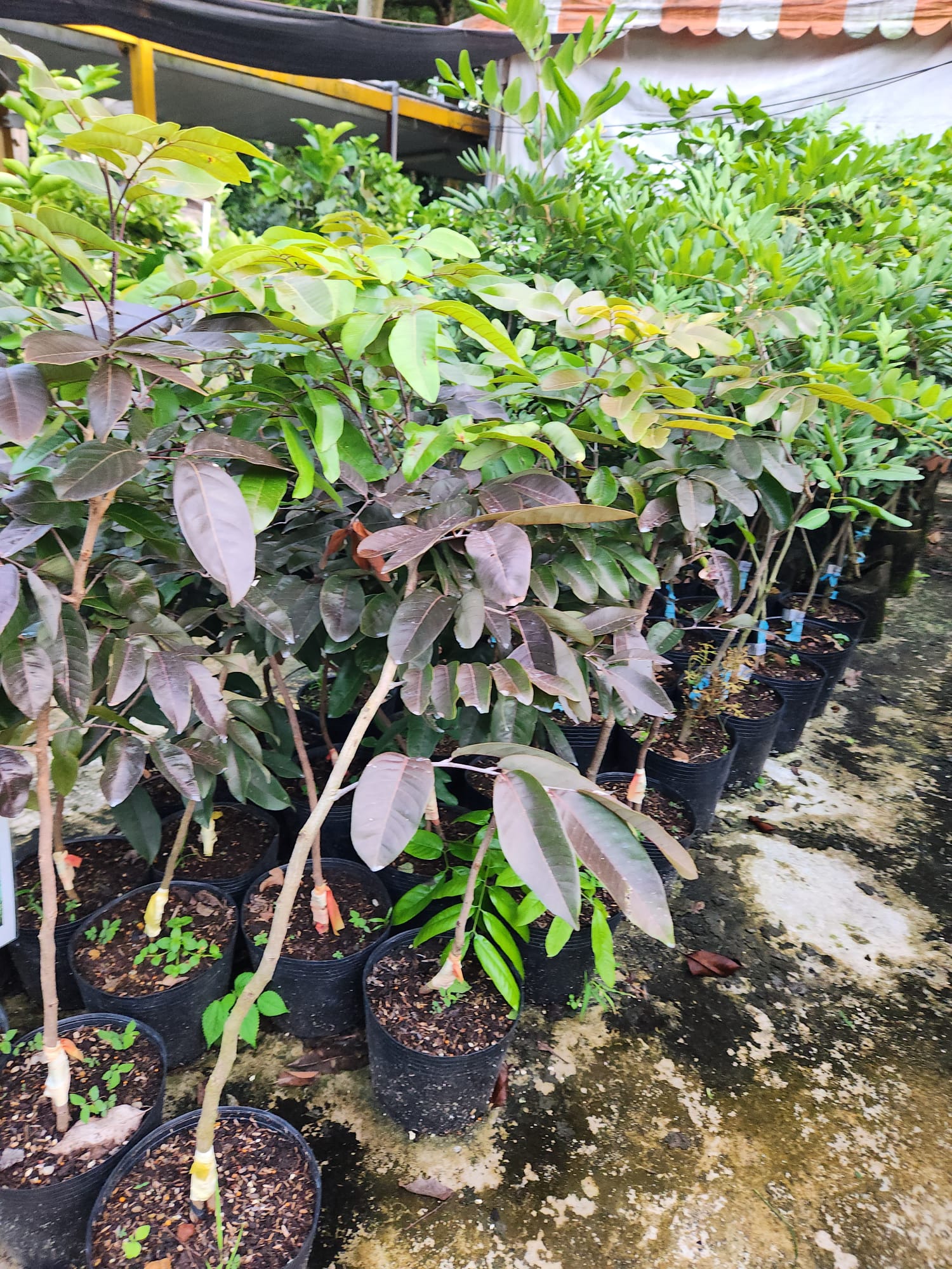 Buy Three Get Five (Not Plants)Grafted Purple longan tree/longan tree ...