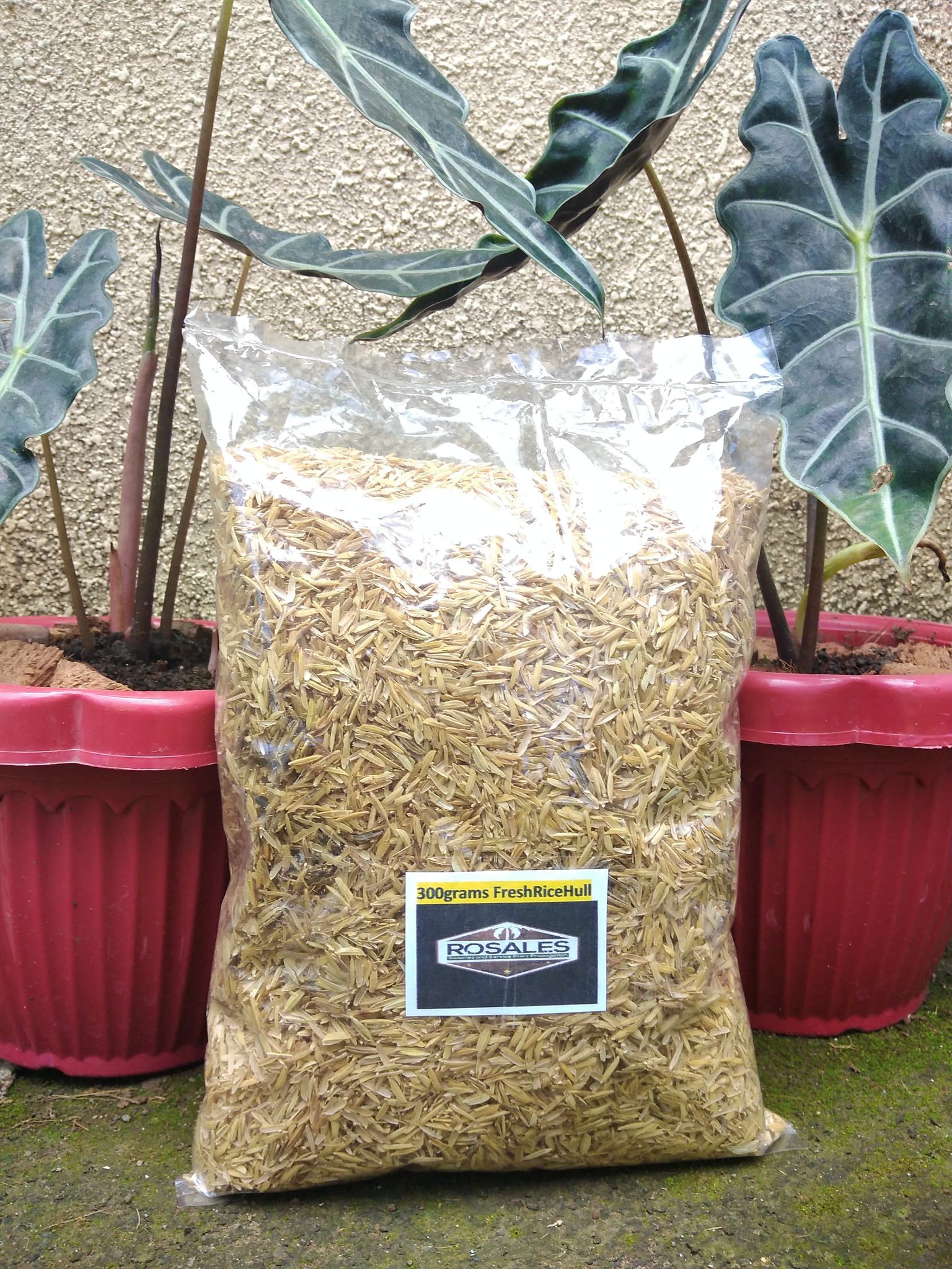 250g Fresh Rice Hull per pack {primary Loam Soil Component} For ...