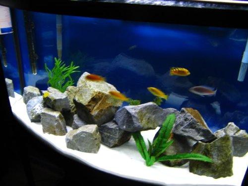 White Aquarium Sand【PURE WHITE as Snow】- 1 kilos | Lazada PH