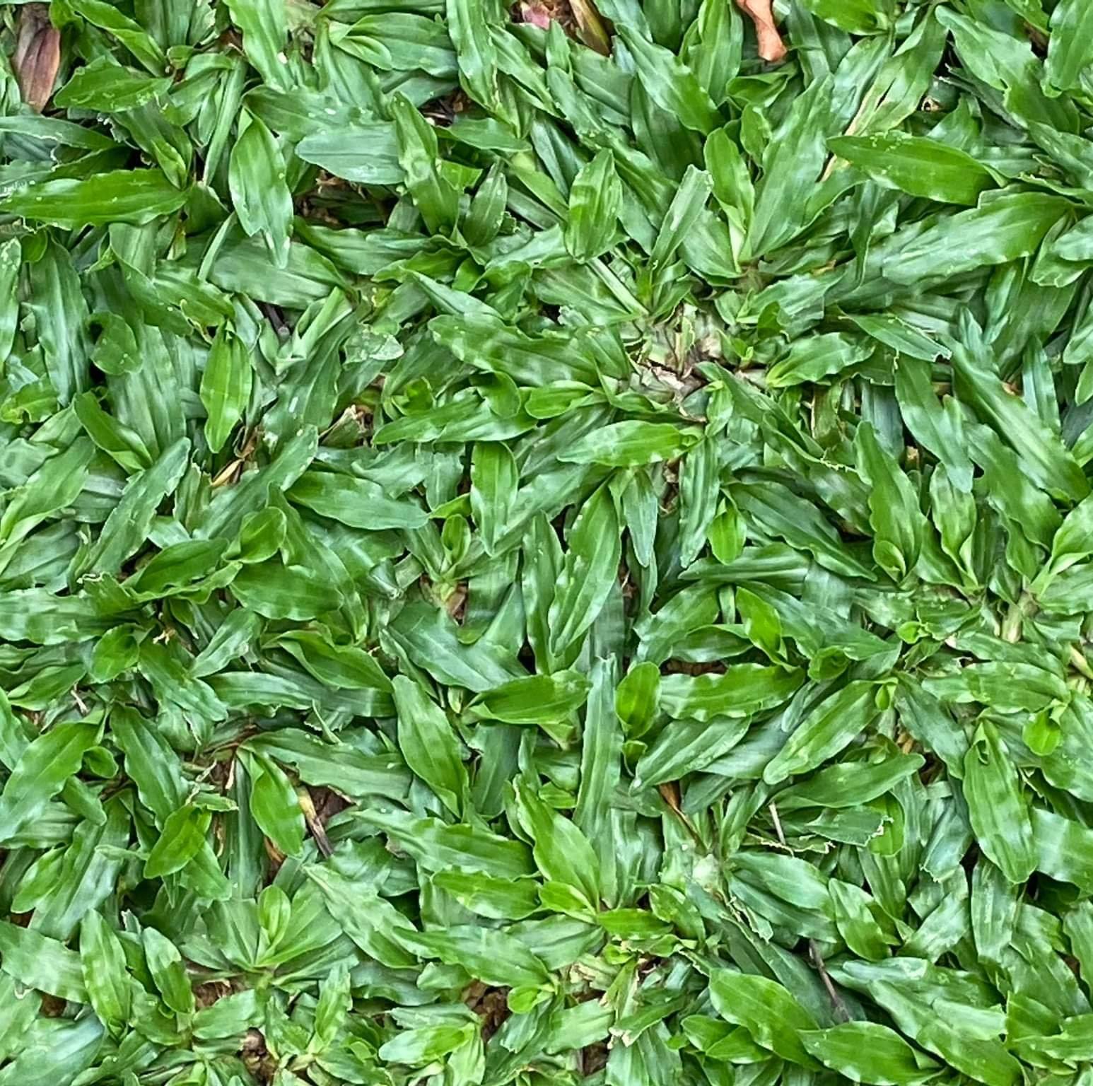 FROG GRASS LAWN SEEDS SACRED GARDEN | Lazada PH