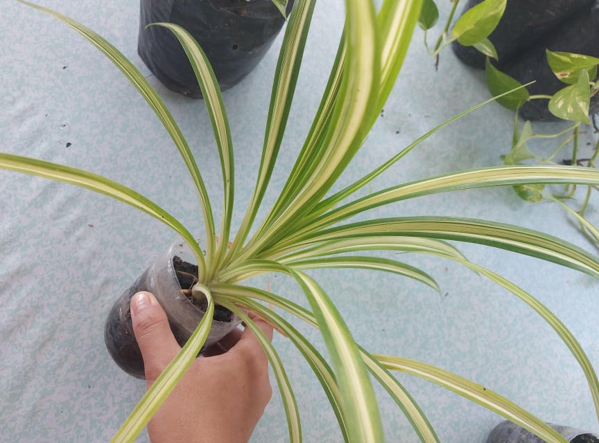 yellow pandanus or spider plant - rooted - live plant or real plant ...
