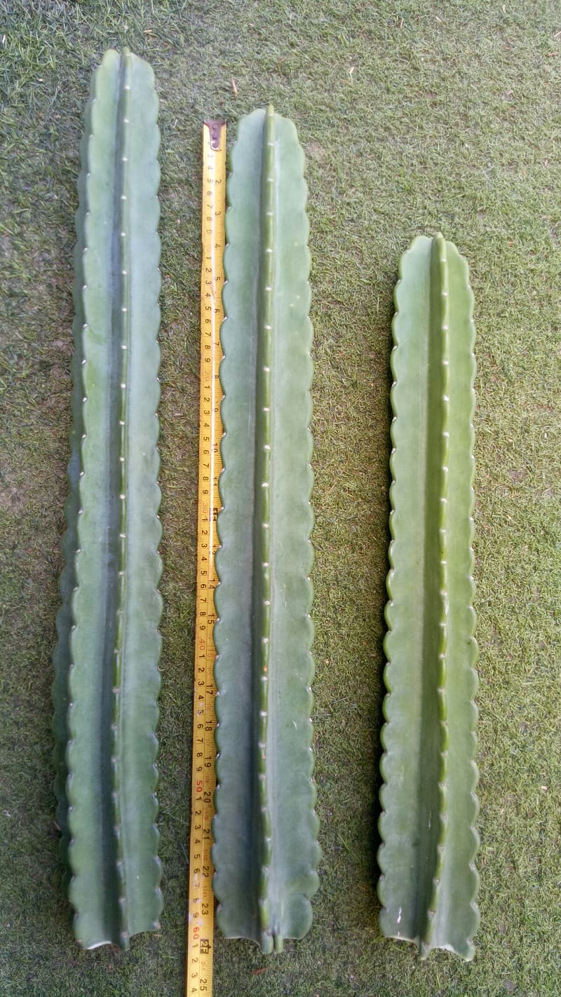 Thornless Peruvian Apple Cactus (Cuttings only)with free Rooting Powder ...