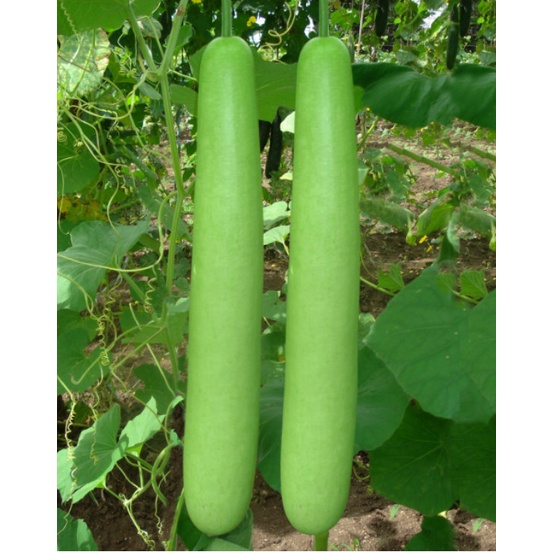 buy one get one free, 50 seeds (not plants)upo / bottle gourd seeds ...