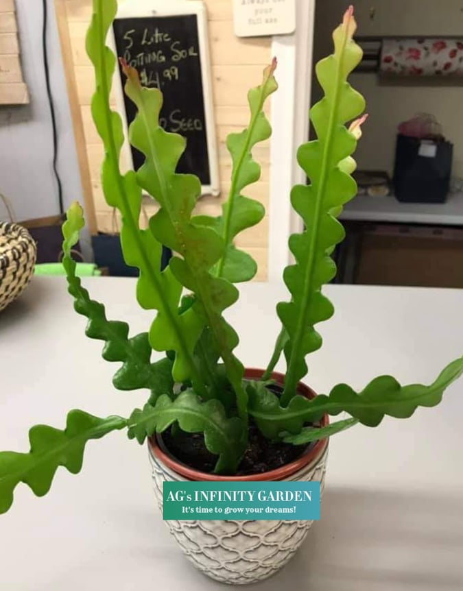 Fishbone Cactus " Epiphyllum Anguliger Live Plant with FREE plastic pot ...