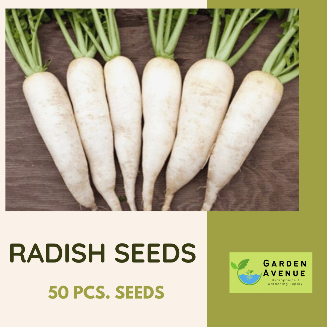 WHITE LADY/LABANOS SEEDS (50pcs seeds) LONG WHITE/HYBRID | Lazada PH