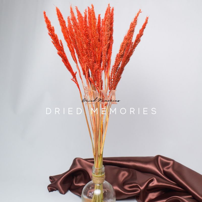Dried Trigo Wheat Flower Real Flower Dried Hare Dried Memories PH ...