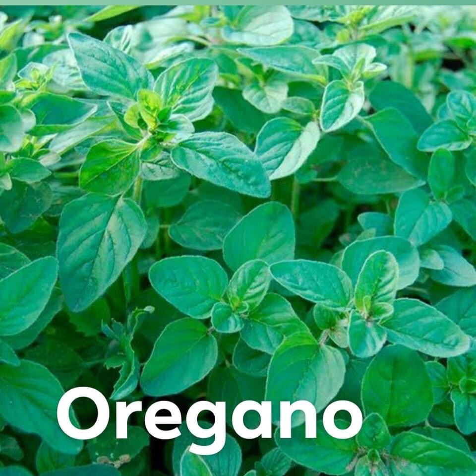 Home Aesthetic Decorations - Italian Oregano smaller size of leaves ...