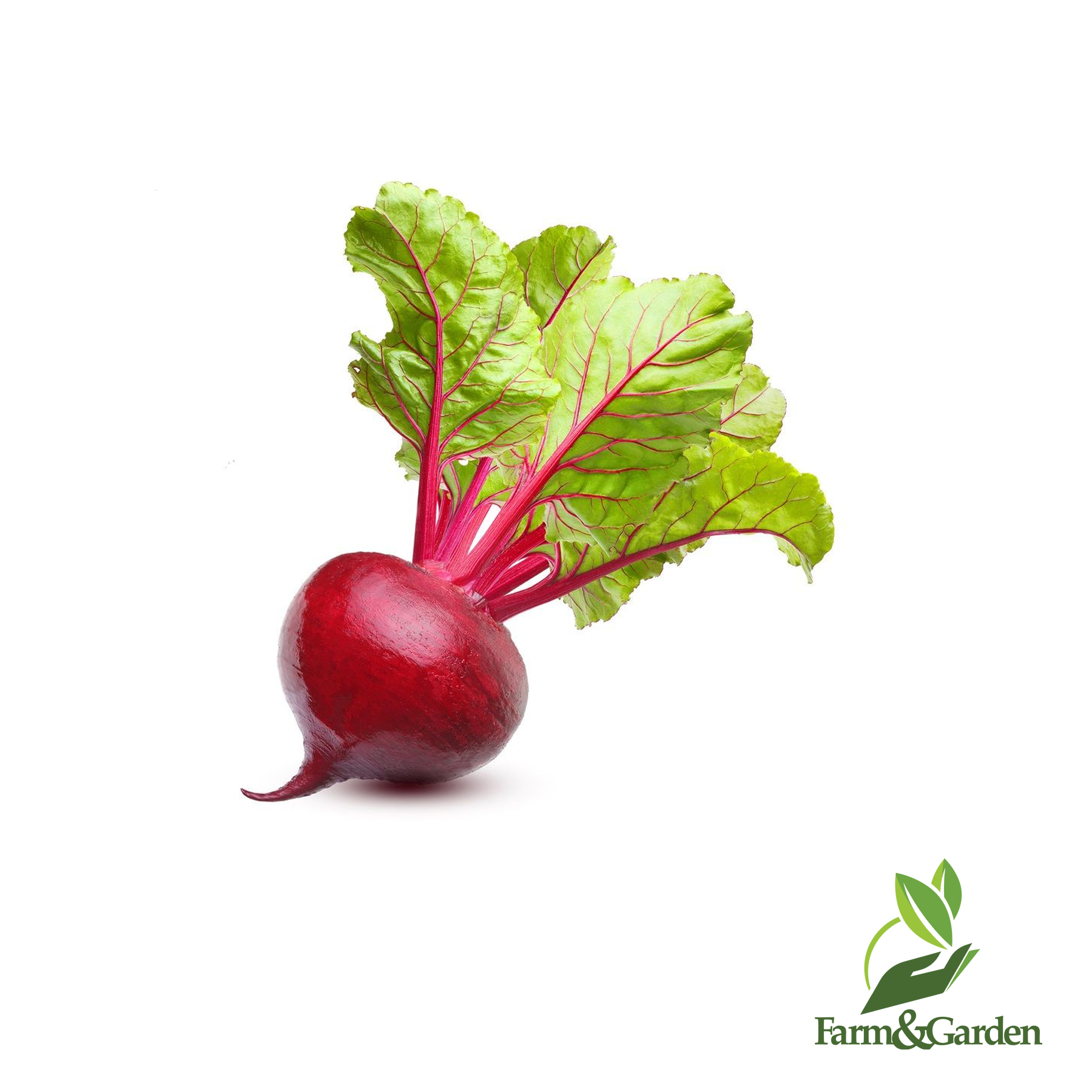 Beetroot Color Palette Website Color Palette, Color, 54% OFF