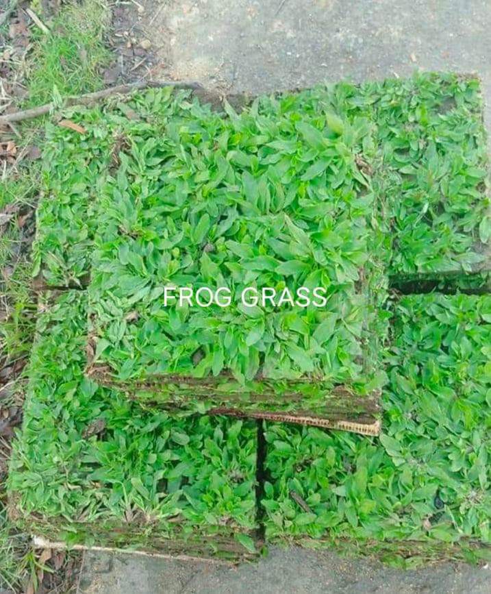 Frog Grass(10 square foot) Best for Landscaping. Softscape, and Garden ...