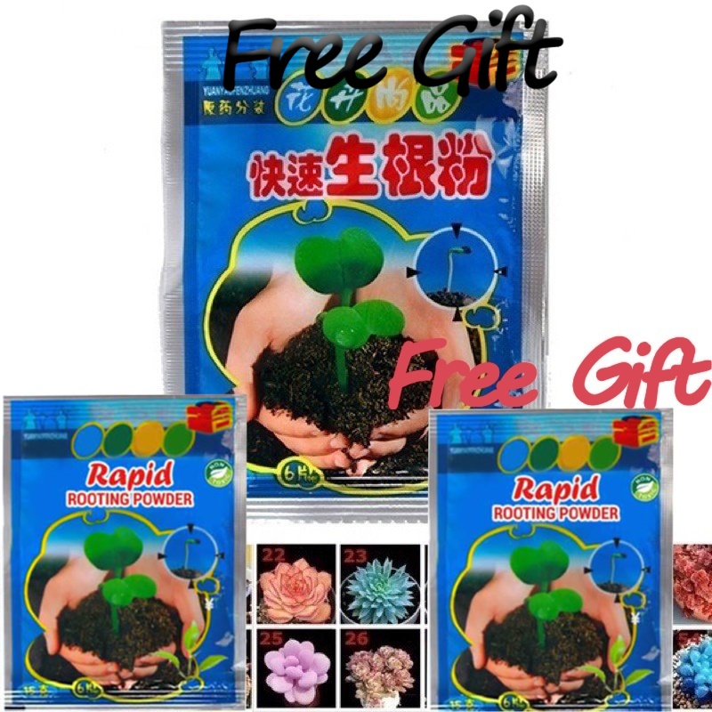 Flacourtia Indica Governor's Plum Ramontchi Tropical Fruit Rare 5 Seeds ...