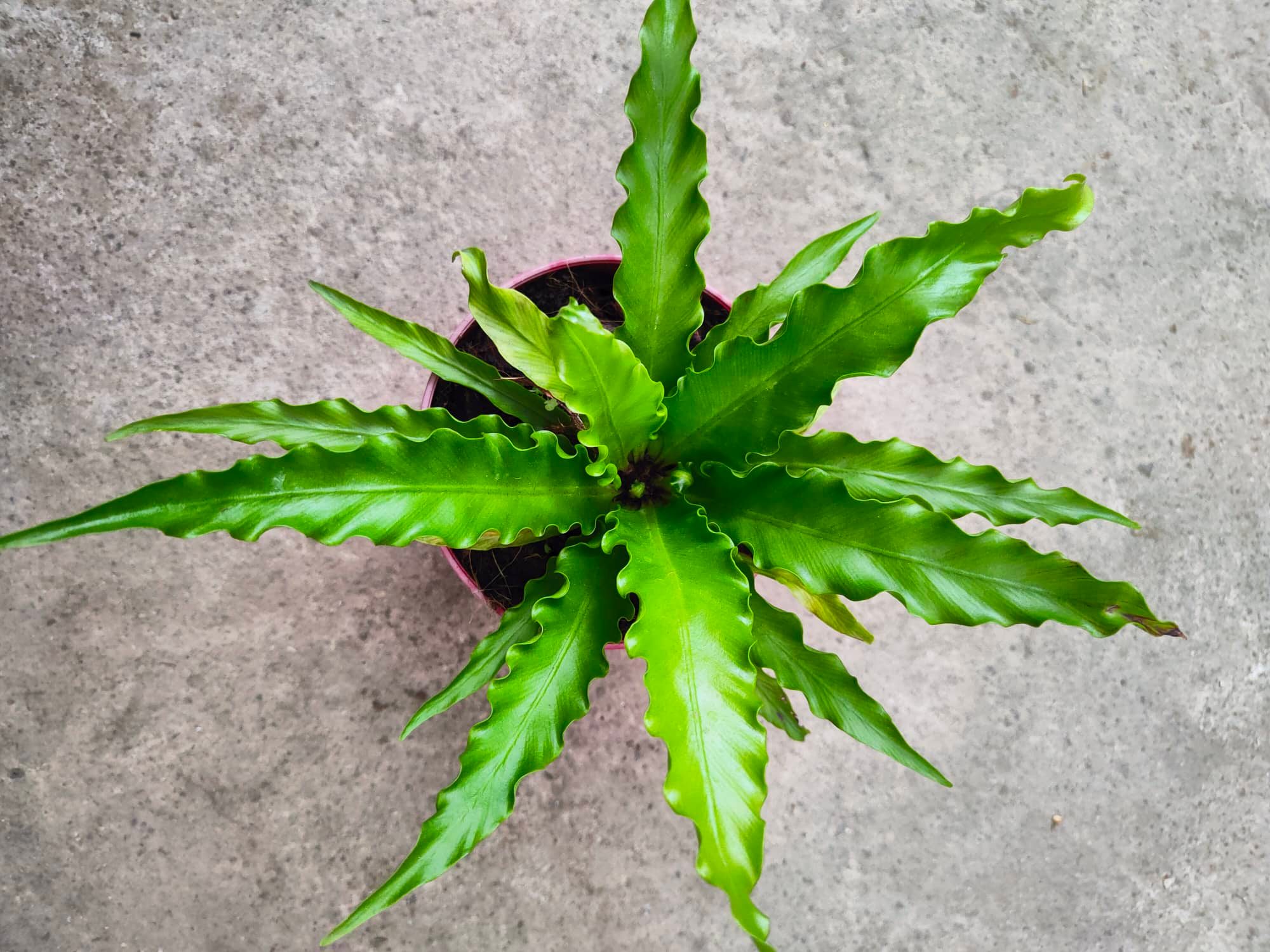 Fern Nidus Osaka (Live Rare Plant) with FREE garden soil, plastic pot ...