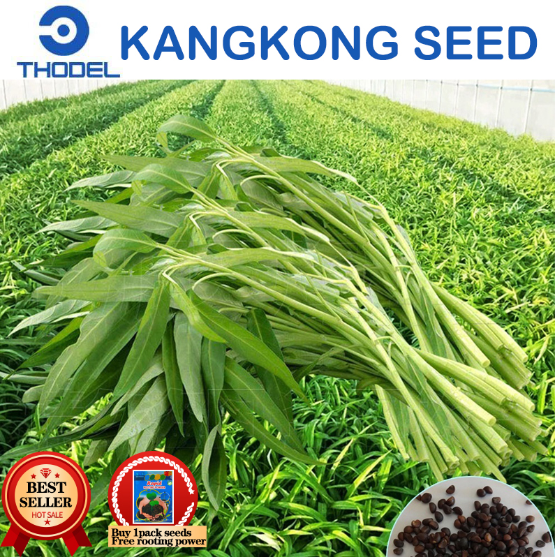 Chinese Kangkong Seeds / Upland Kang Kong / Water Spinach Seeds ...