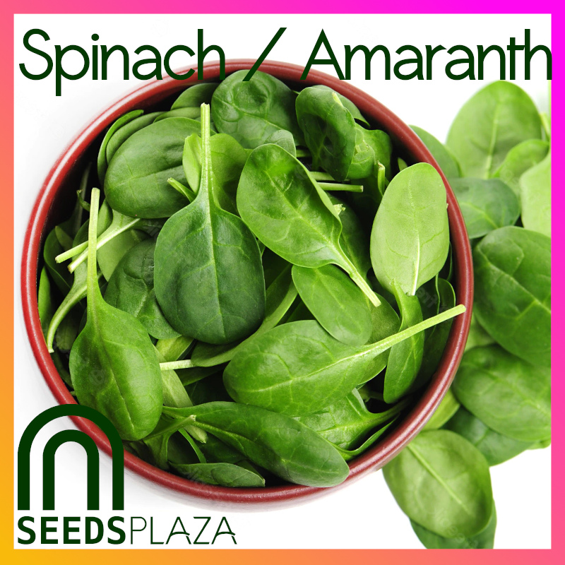 SeedsPLAZA - Spinach (50 Seeds)Seeds for Planting Vegetable Plants ...