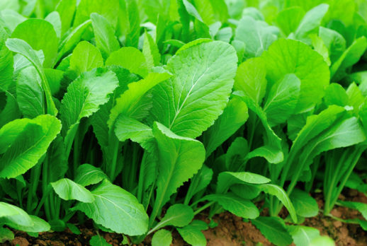 MUSTASA or MUSTARD GREENS (100 seeds) | Lazada PH