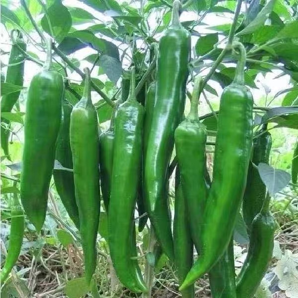 SILI PANIGANG / Siling Haba / Hot Pepper Green / Bicol Express Chili ...