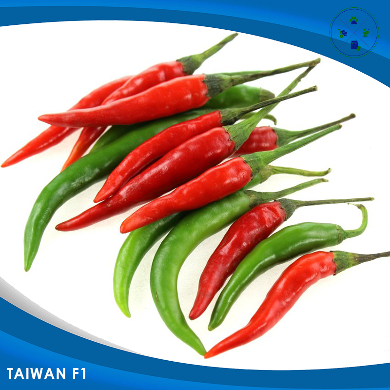 Taiwan F1 Pepper Seeds (50+ seeds) | Lazada PH
