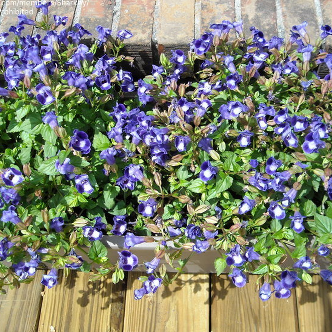 Torenia Flower Seeds / Wishbone Flower Seeds | Lazada PH