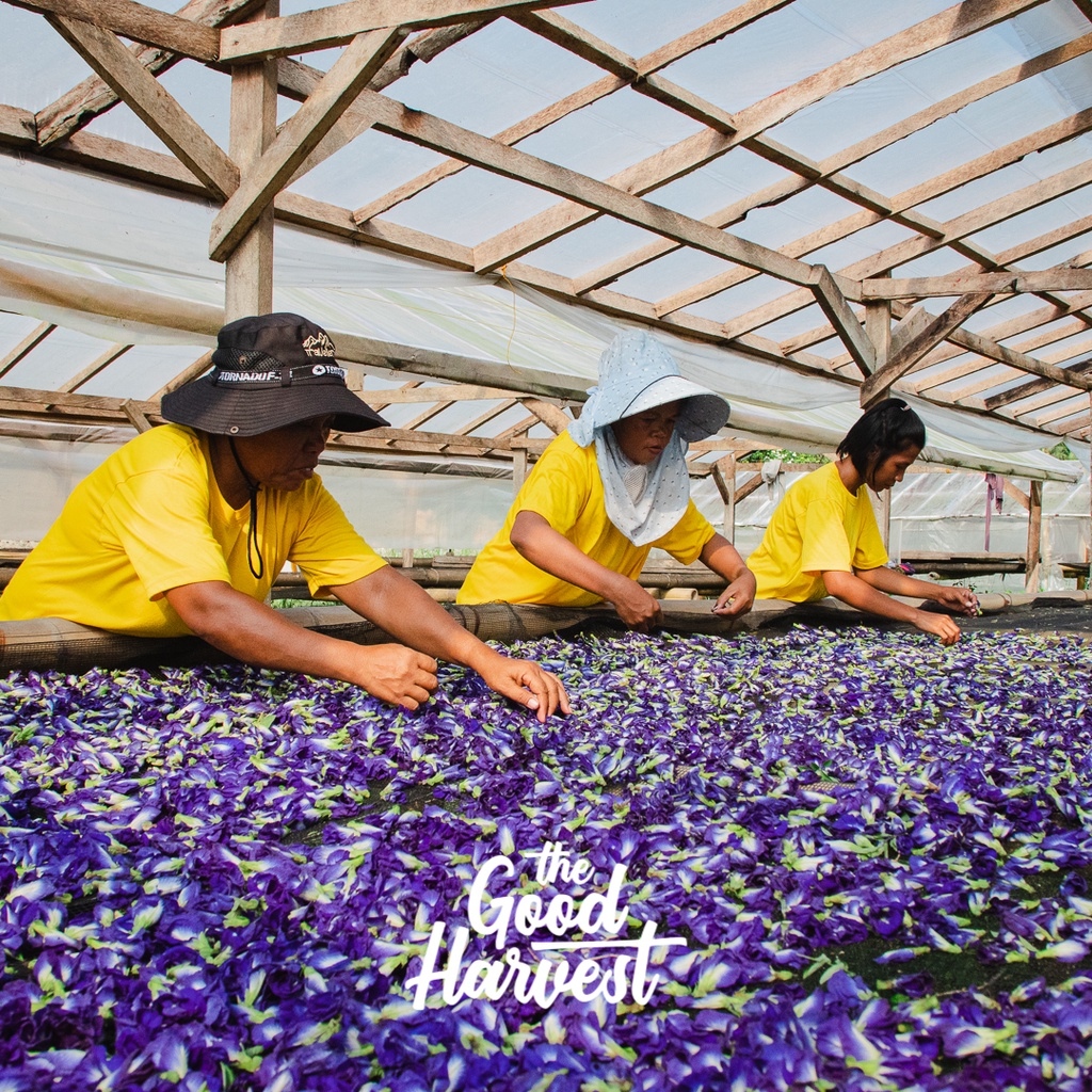 Dried Blue Butterfly Pea Blue Tea Clitoria Ternatea Flowers 250g ...
