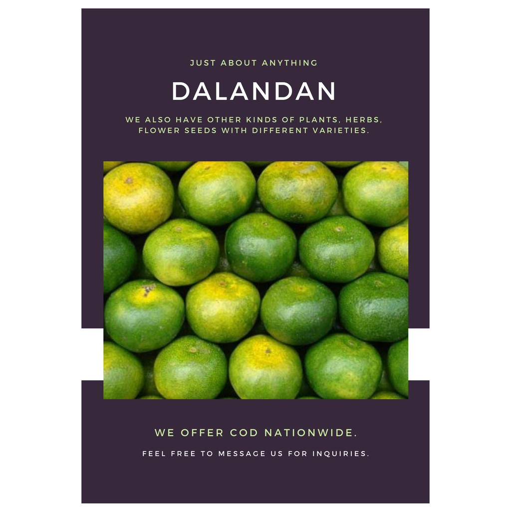 50 Seeds (buy 2 get 1 free) Dalandan For Planting Fruit for Sale Easy ...