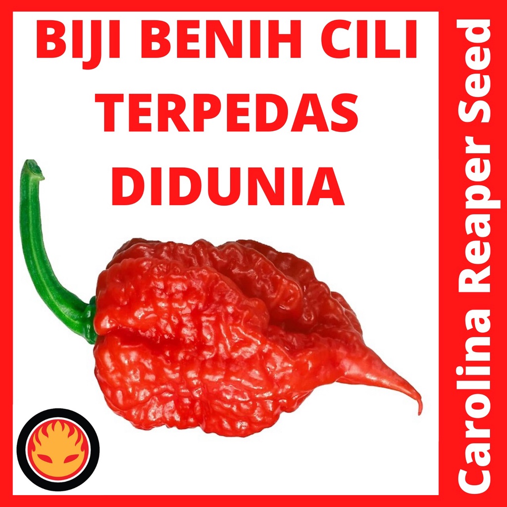 Biji Benih Cili Carolina Reaper Seed Chili Pepper Terpedas Didunia ...