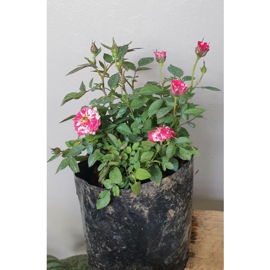 Pitimini / Climbing Rose Plant | Lazada PH