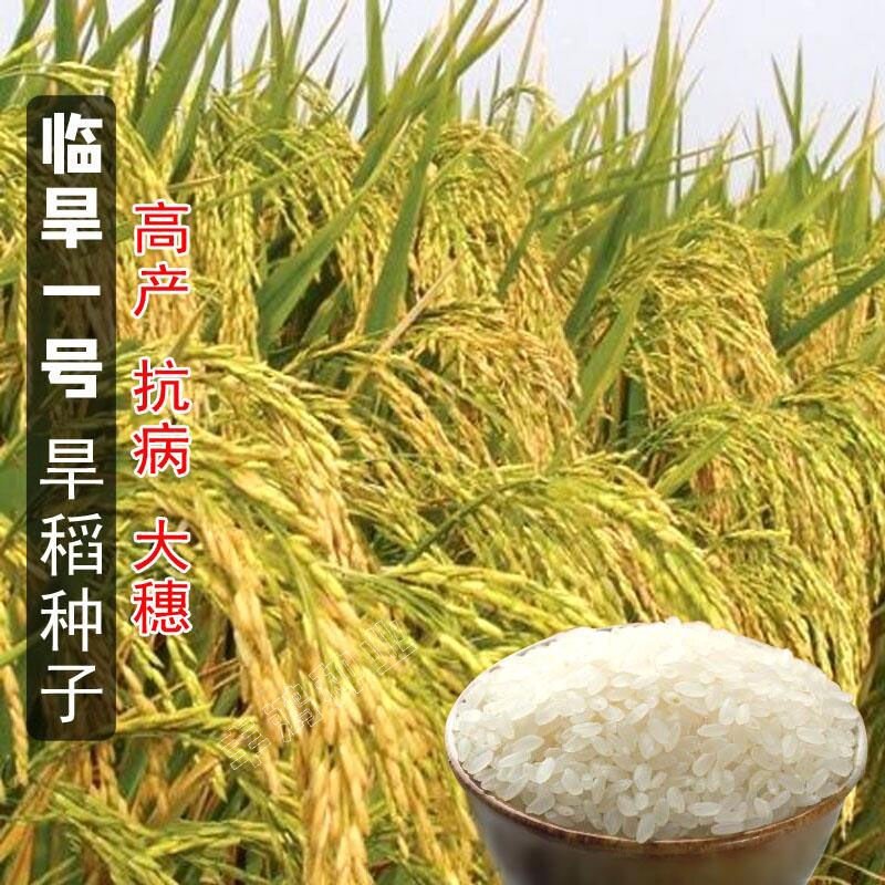 50 high-yielding upland rice seeds Linhan | Lazada PH