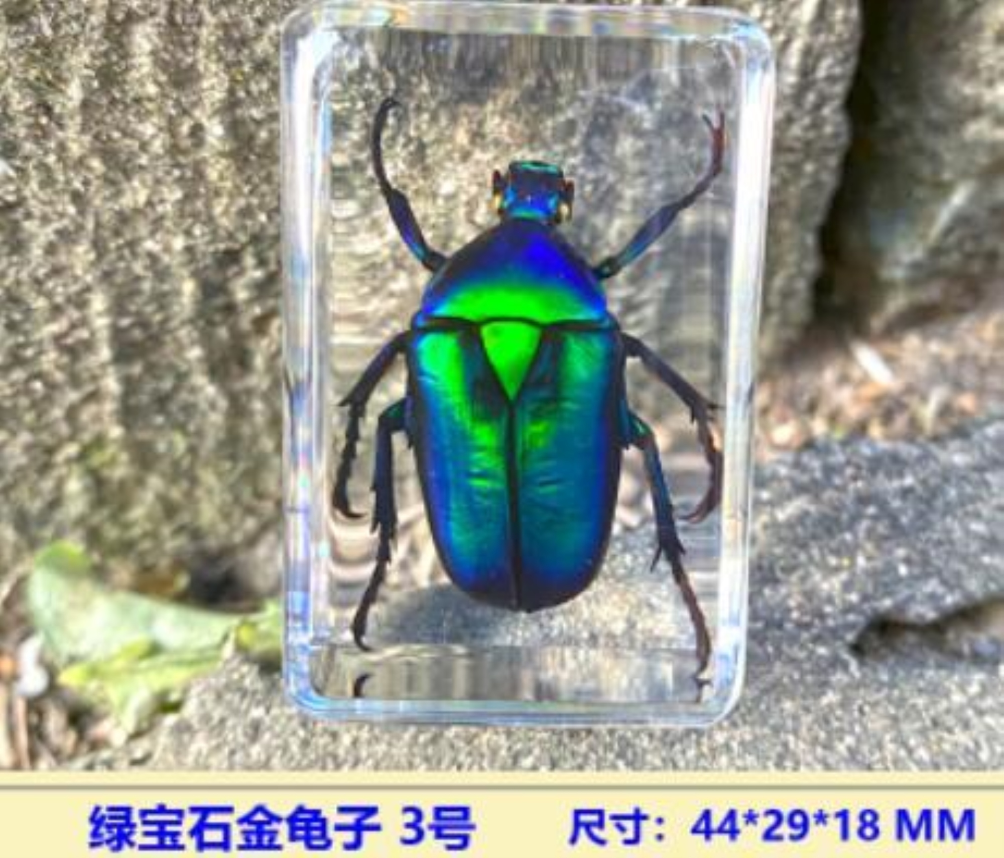Fine beetle real insect resin specimen locust celestial beetle crab ...