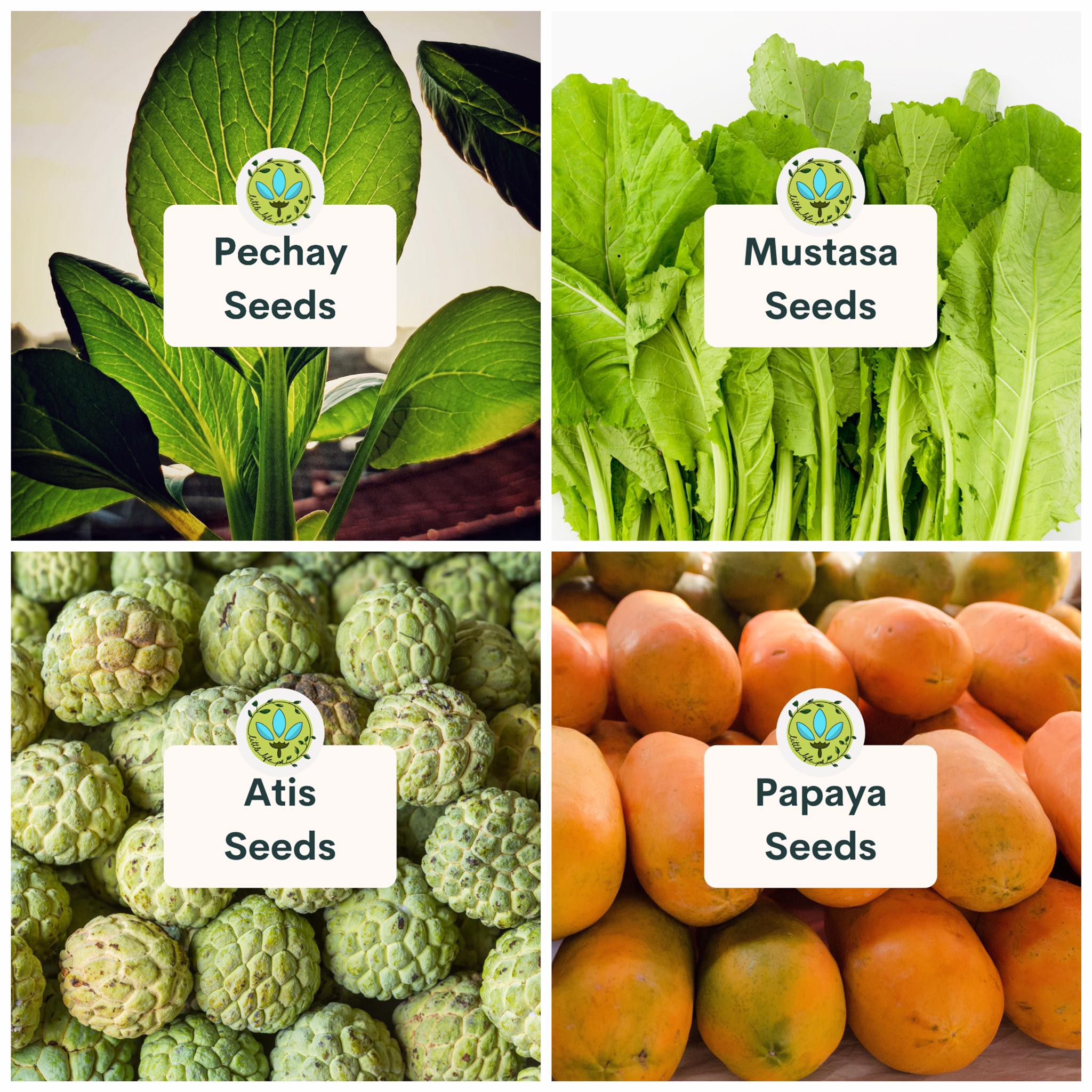 All in 4 in 1 Pack Vegetable Seeds (Pechay 100+ Seeds, Mustasa 100 ...