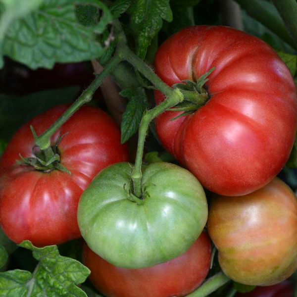 Native Kinalabasa Tomato Seeds - Native Tomato Seeds - Tagalog Kamatis ...