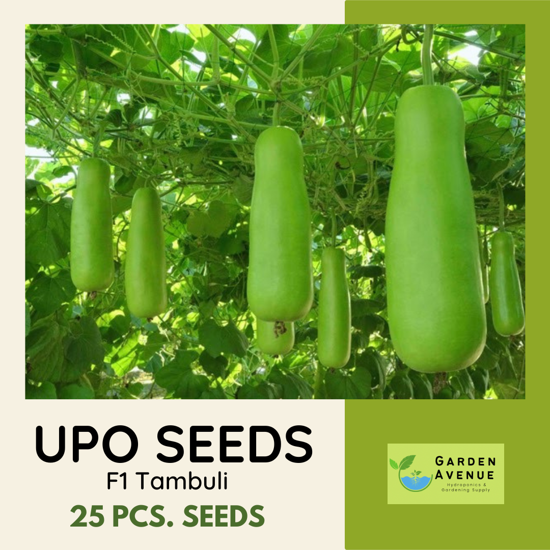 F1 UPO TAMBULI (25pcs seeds) SUPER LONG/BOTTLE GOURD/HIGH GERMINATION ...