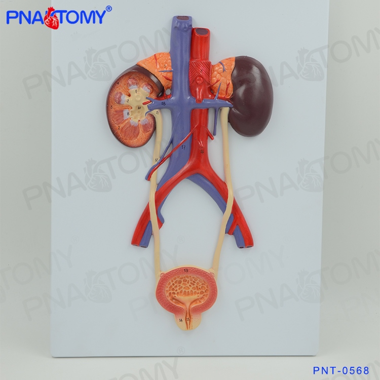 Human urinary bladder ureter urinary renal anatomy model teaching ...