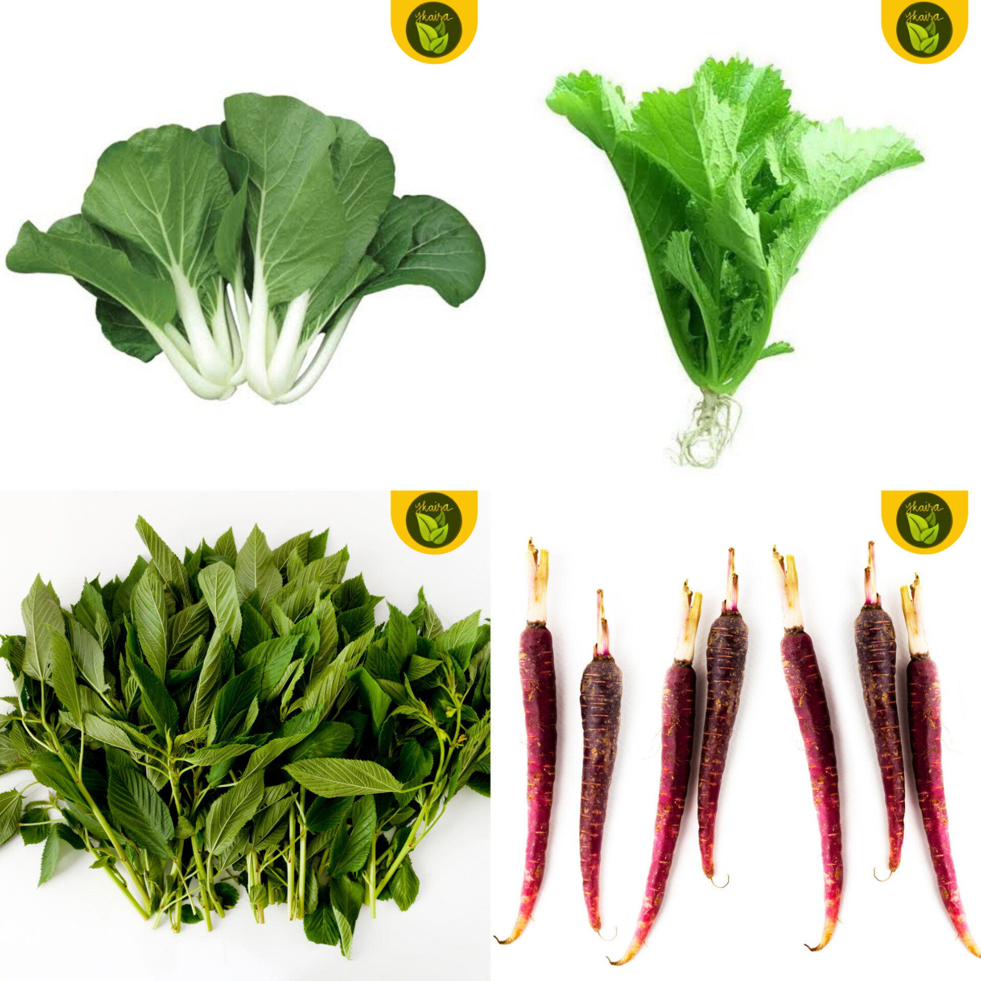 all in! 4 in 1 pack seeds binhi pantanim 100 pechay, 100 mustasa, 50 ...