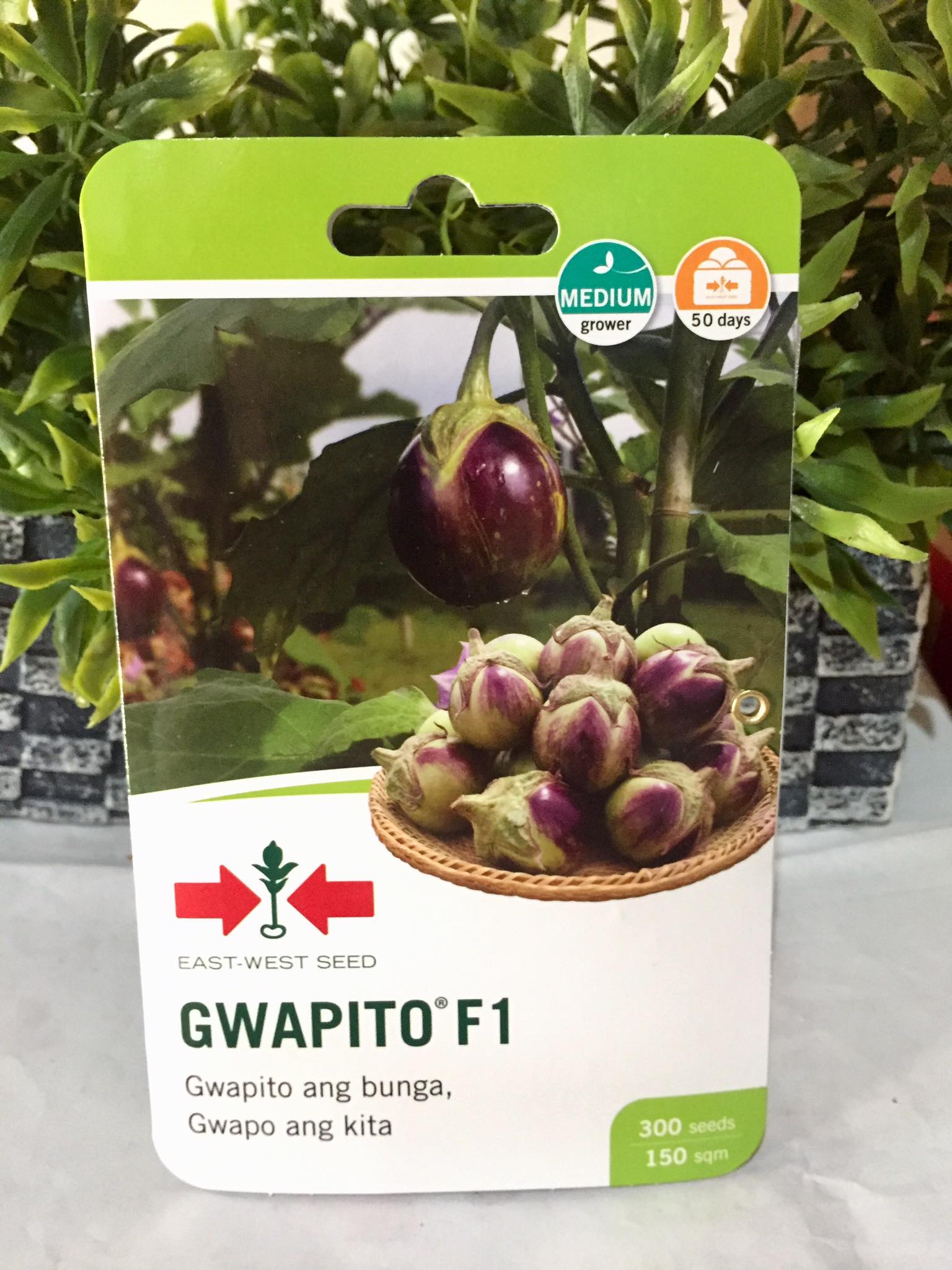 Eggplant (Talong) Gwapito F1 East West Seeds small pouch | Lazada PH