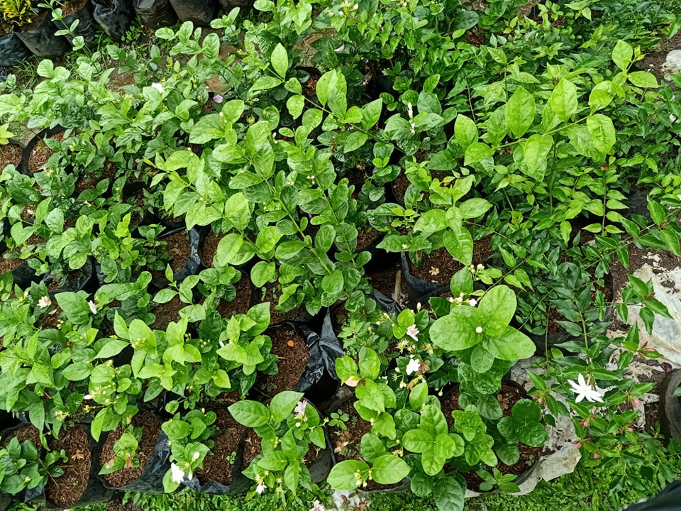 Kampupot plant | Lazada PH