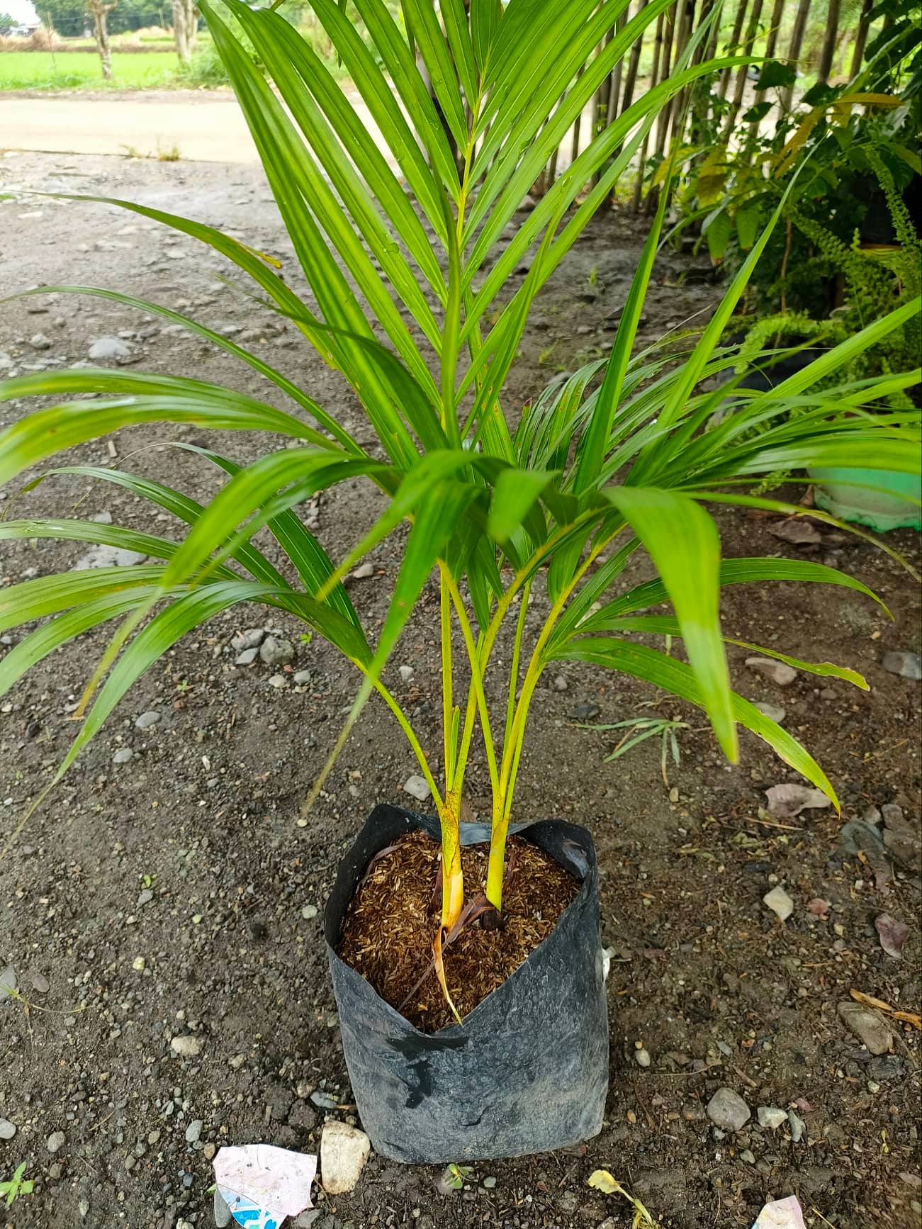 Palmera- Indoor Plant Real or Live plants - 2 pcs Uprooted and ready to ...