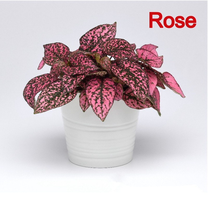 Hypoestes Splash Select (50pcs) Polka Dot Plant Seeds | Lazada PH