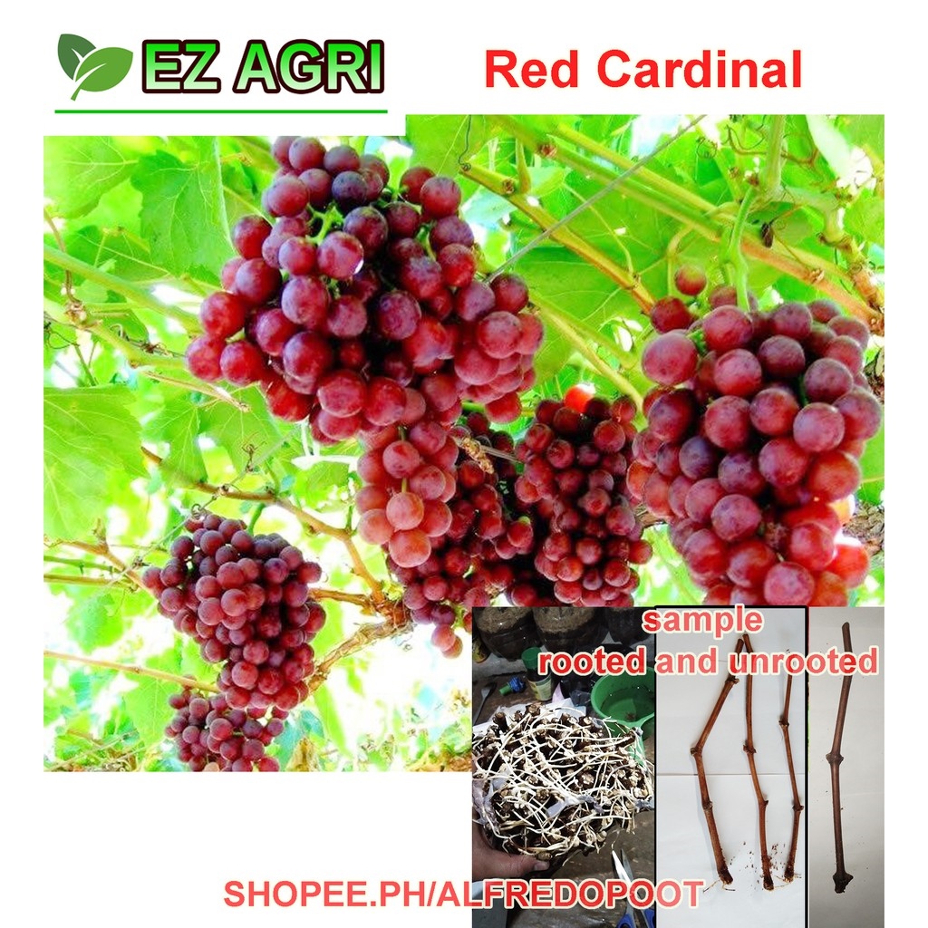 EZ Grape Cuttings Brazilian hybrid White Muscat of Alexandria Black ...