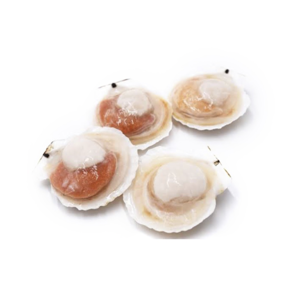 Imported BIG Hokkaido [Half-Shell] Scallop (500g) | Lazada PH
