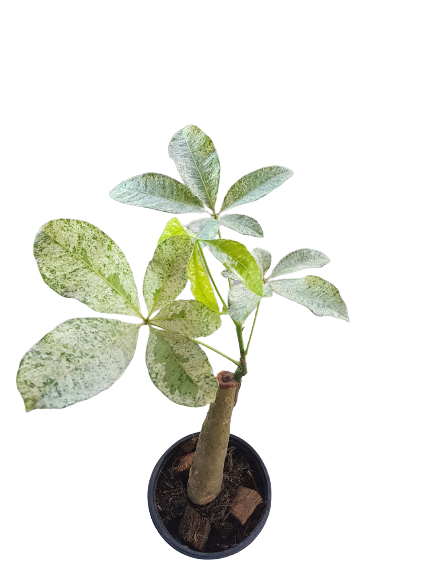 Varigated Money Tree Healthy Live Plant (Height: 12 to 14 Inches) - 1 ...