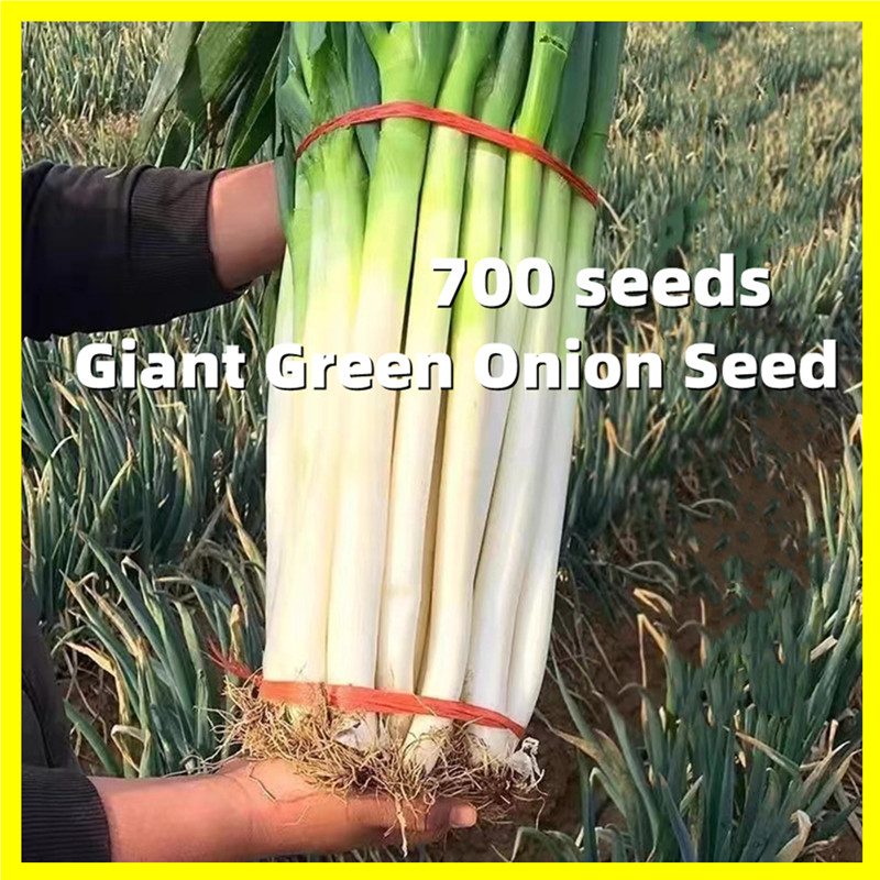 Giant Green Onion Seed - 长白条葱种子 700 Seeds High Germination Spring Onion ...