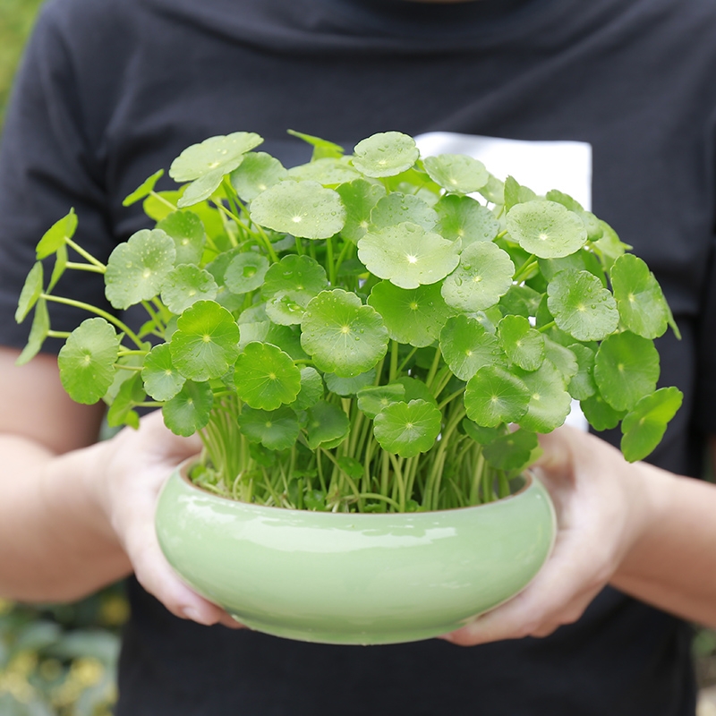 ปลูกง่าย ปลูกได้ทั่วไทย ของแท้ 100% 50PCS Green Copper Grass Pilea ...