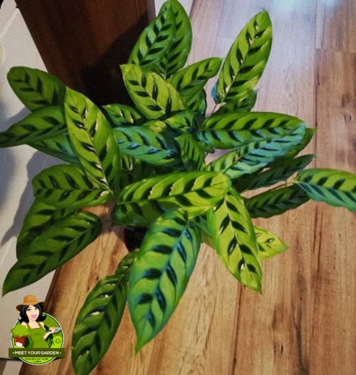 Calathea Repens (included pot, pebbles and soil) | Lazada PH