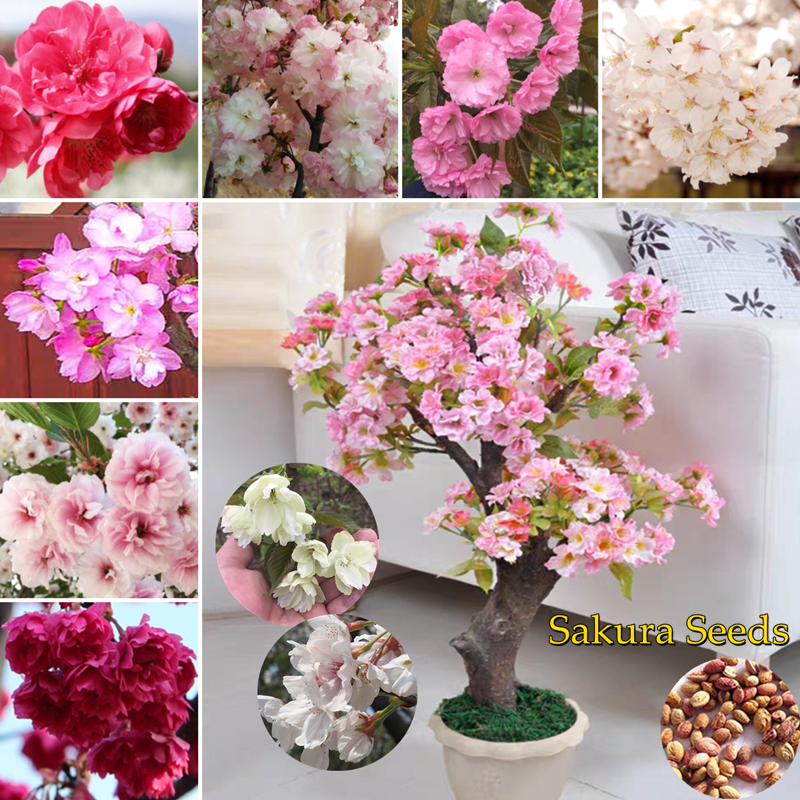 [Fast Germination] 30 Seeds Colorful Japanese Sakura Seeds for Planting ...