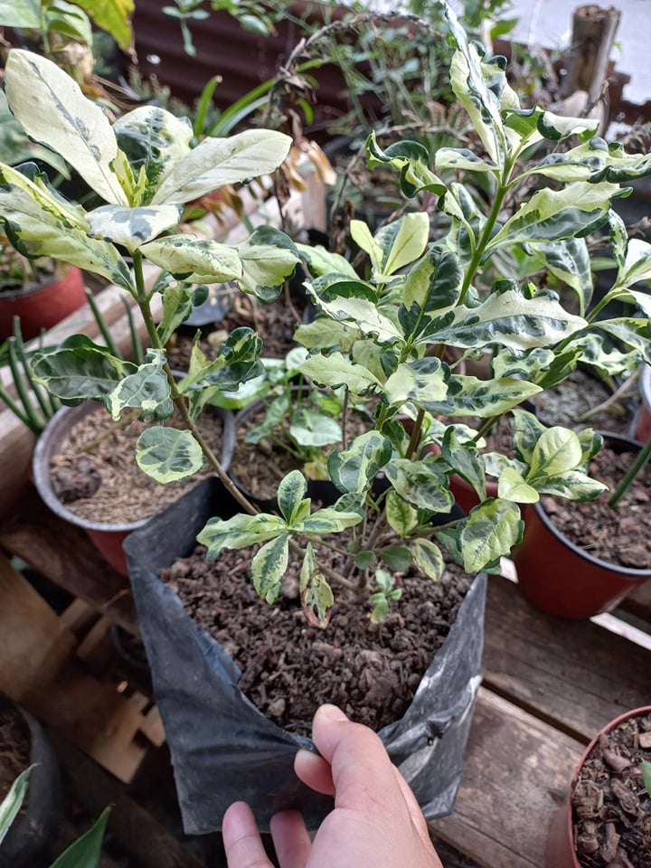 VARIEGATED ROSAL PLANT - ROOTED - INDOOR AND OUTDOOR PLANT LIVE OR REAL ...