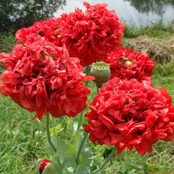 Double Red Peony Poppy Seeds - Flower Seeds - Poppy Seeds - Red Peony ...