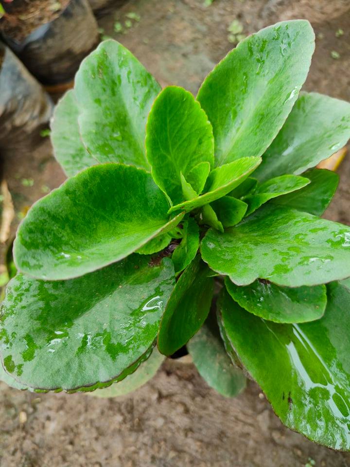 Kataka-taka Plant - Free pot and white pebbles" | Lazada PH